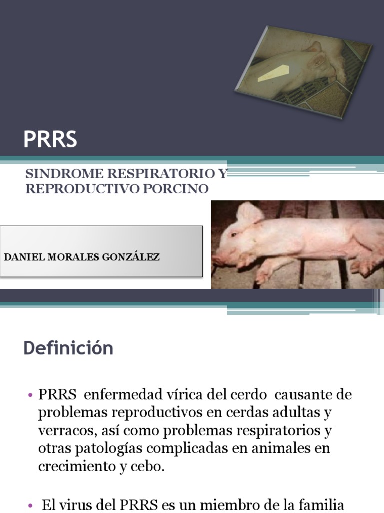 Presentacion PRRS | PDF | Infección | Virus