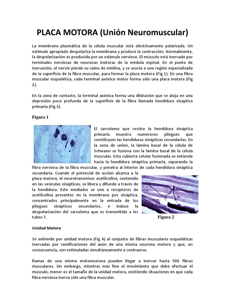 Placa Motora y Unidad Motora en Músculos | PDF | Ciencia y matemáticas ...