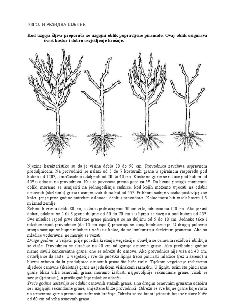 Uzgoj I Rezidba Sljive | PDF