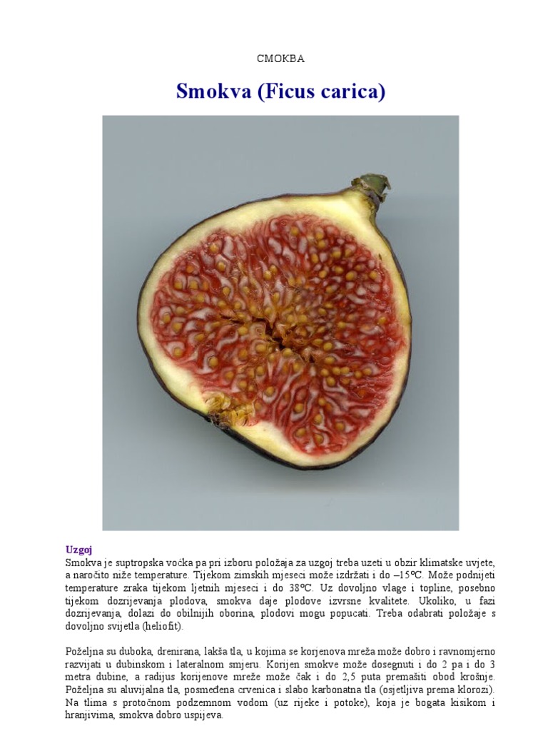 Smokva | PDF