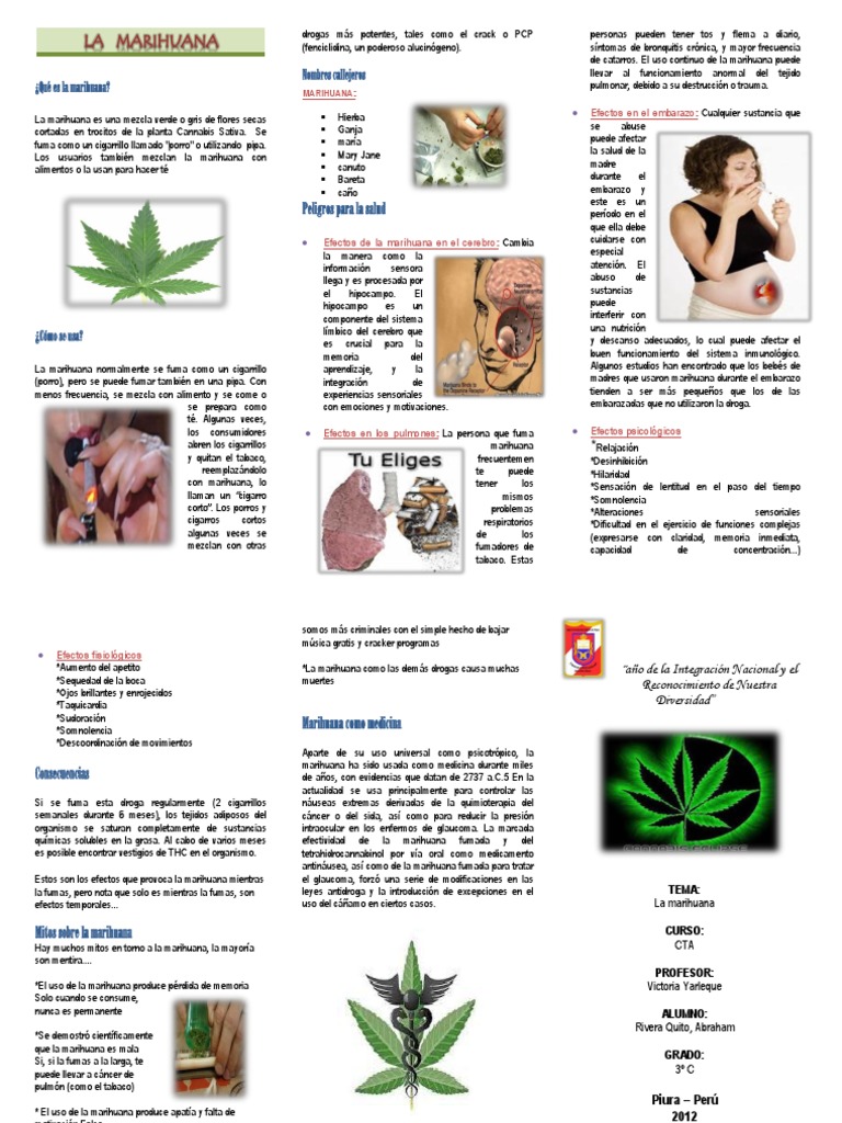 LA MARIHUANA triptico.docx | Cannabis (Droga) | Drogas