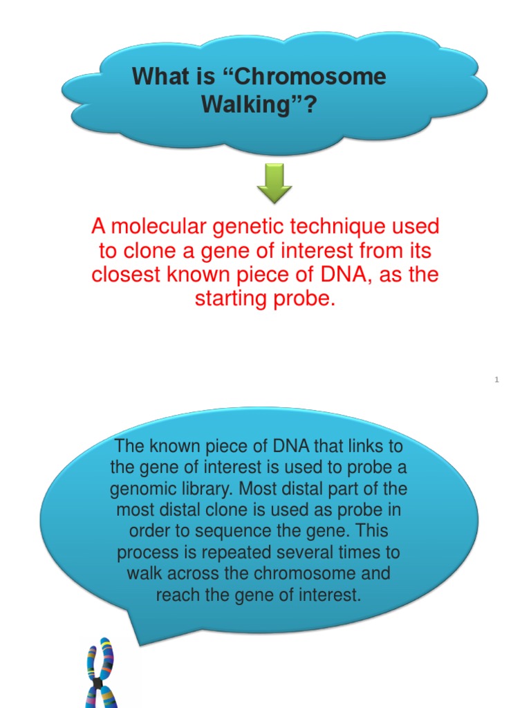 Understanding Chromosome Walking Technique | PDF