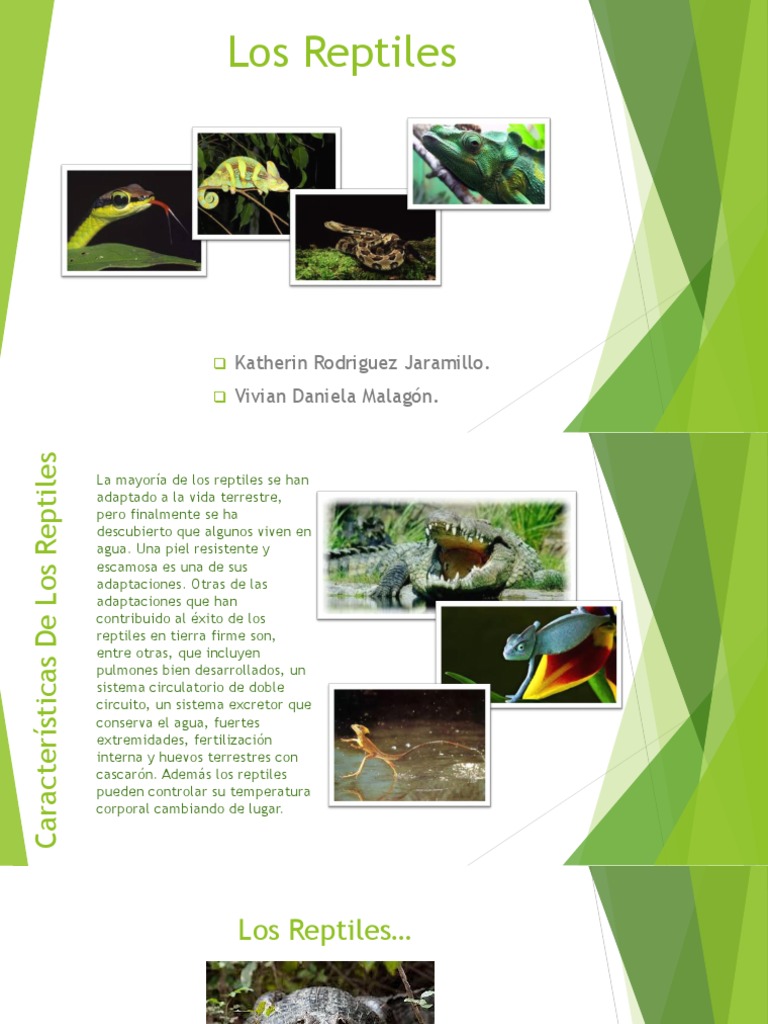 Reproducción de los Reptiles | PDF | Reptil | Biología