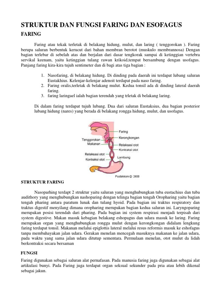 2. Struktur Dan Fungsi Faring Dan Esofagus