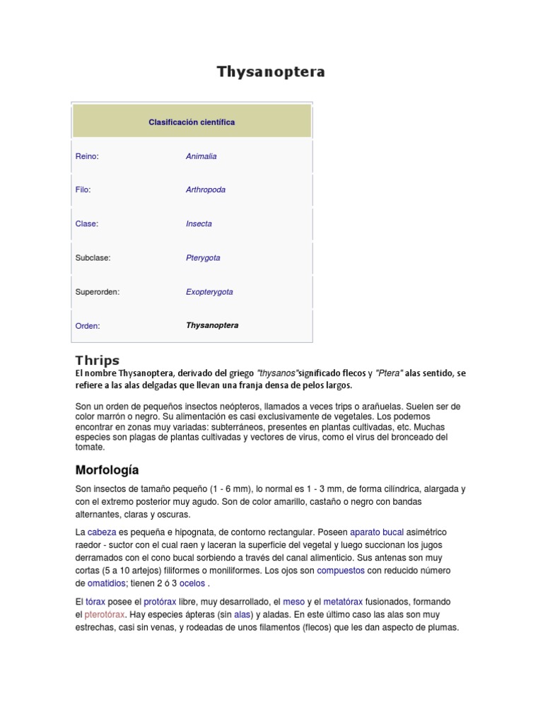 Thysanoptera Expo Pdf Insectos Organismos