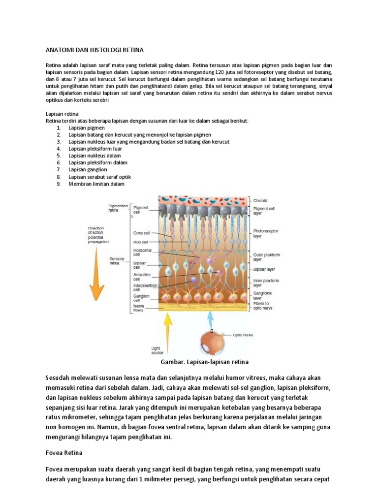 Anatomi Dan Histologi Retina | PDF