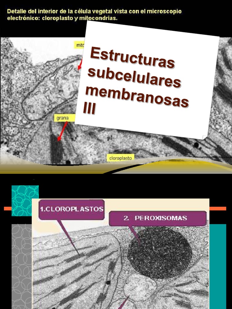 ESTRUCTURAS Subcelulares Membranosas III | PDF | Fotosíntesis ...