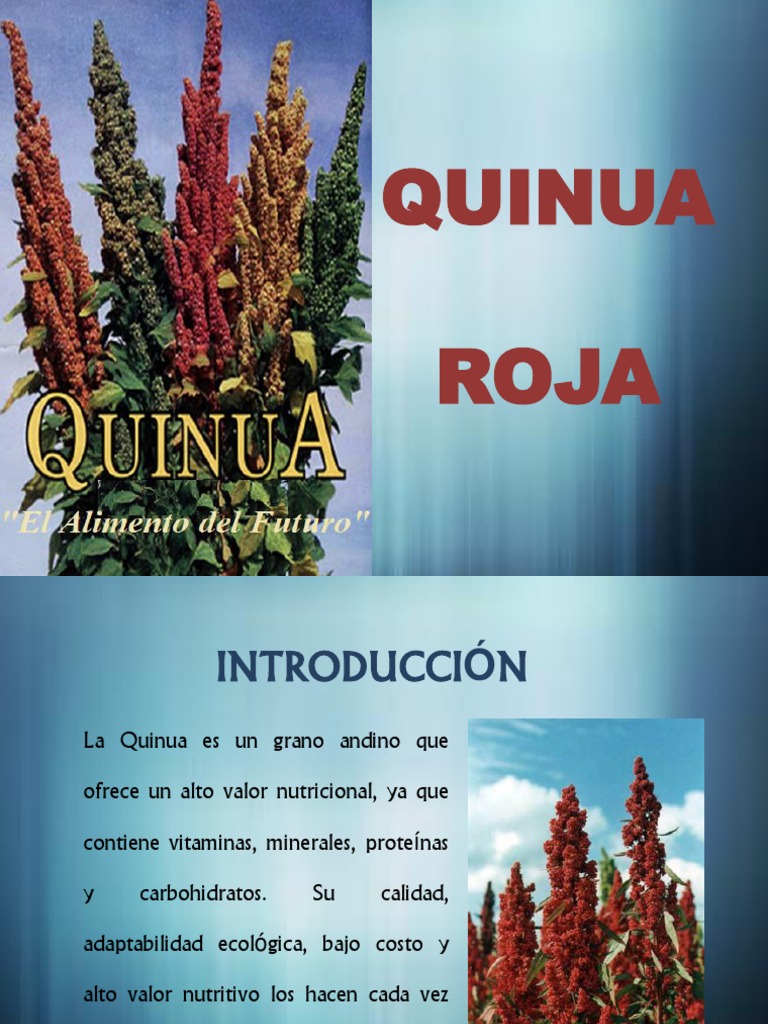 Cultivo de La Quinua Roja | PDF | Quinua | Cereales