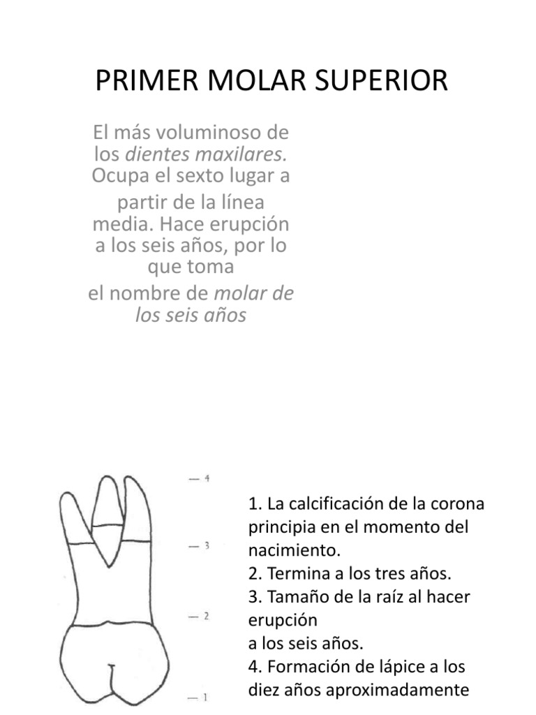 Anatomía del Primer Molar Superior | PDF | Naturaleza