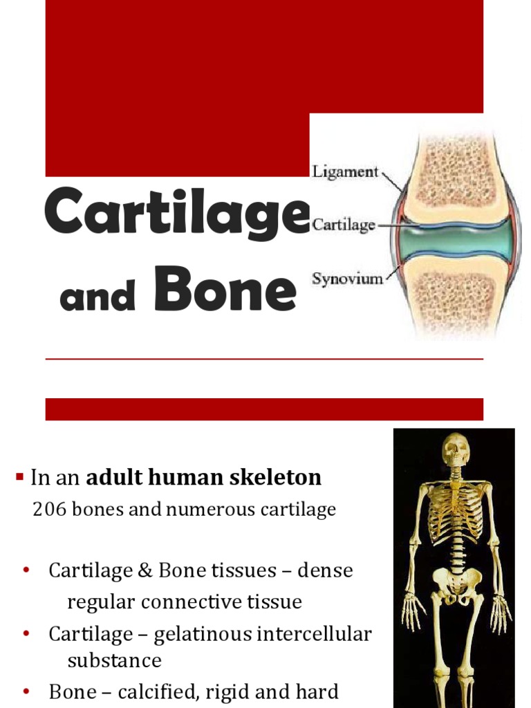 Cartilage and Bone | PDF | Cartilage | Bone