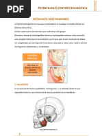 Anatomía y Función del Músculo Masetero | PDF | Anatomía | Cabeza y ...