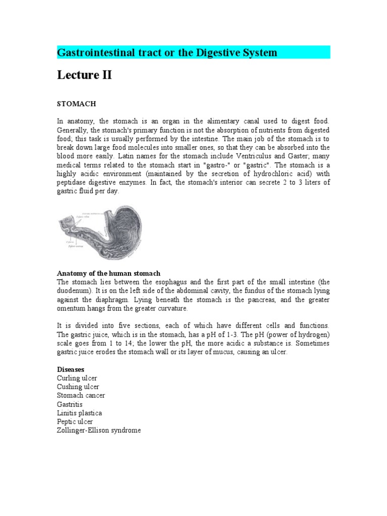 Digestive System - Lecture II | Download Free PDF | Stomach | Liver