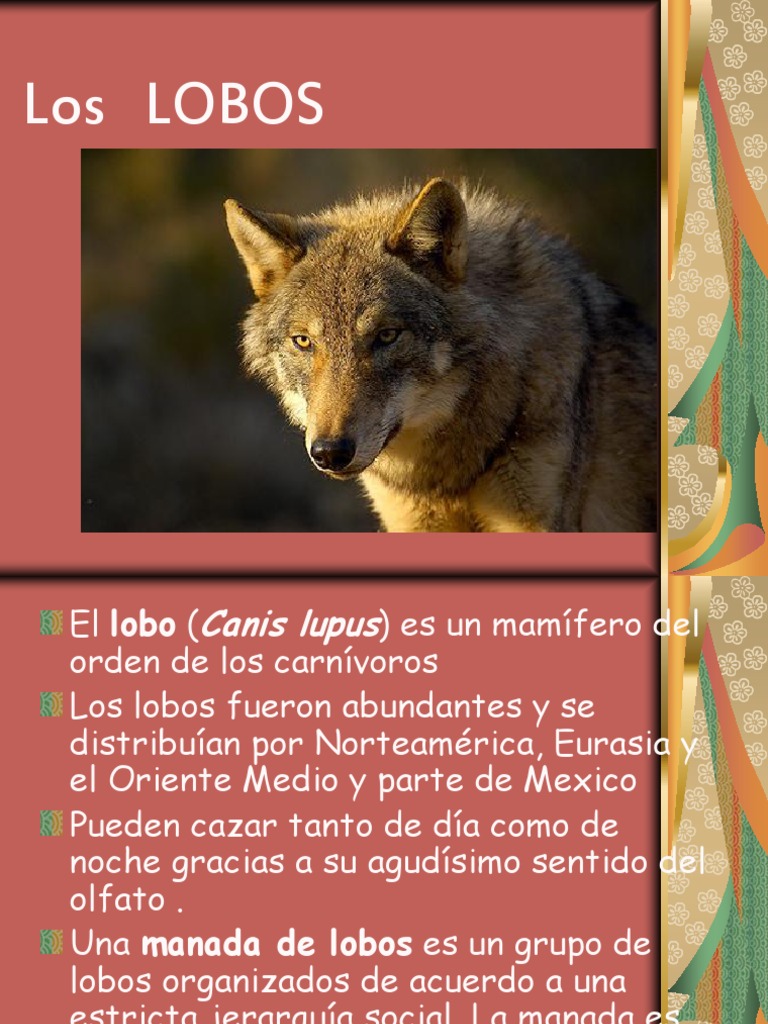 Los LOBOS | PDF | Lobo gris
