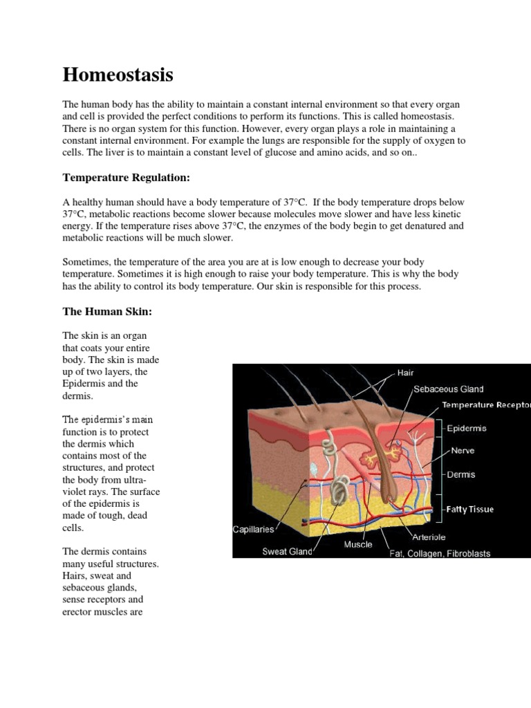 Homeostasis: Temperature Regulation | PDF | Thermoregulation | Homeostasis