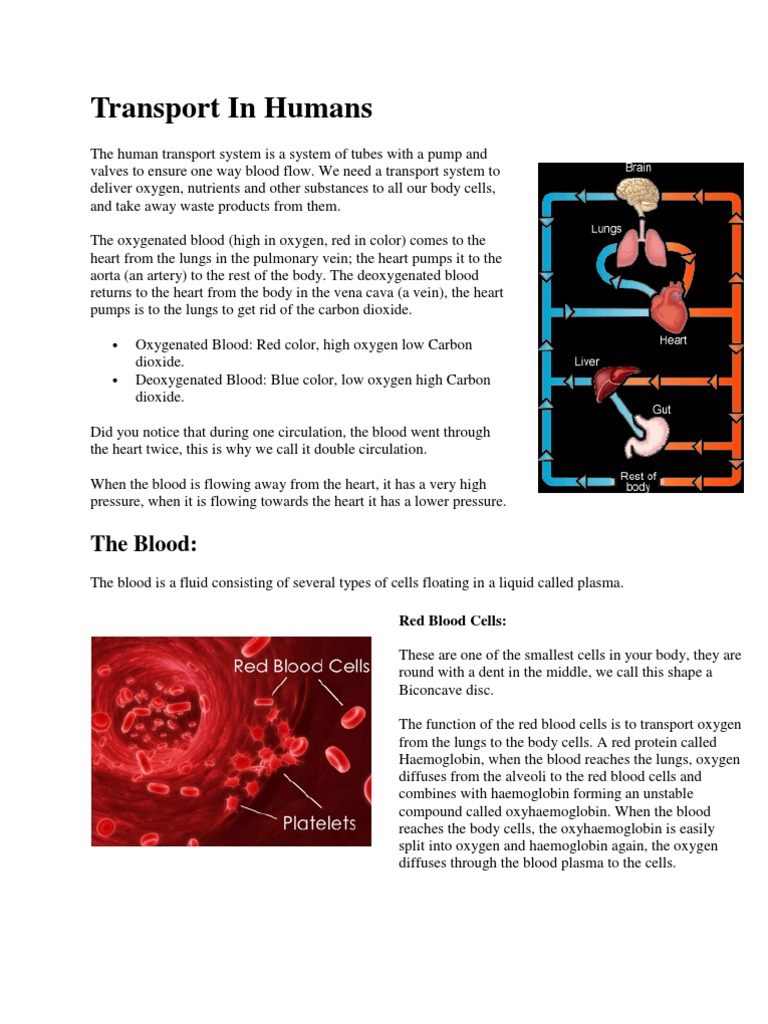 Transport in Humans | PDF | Heart Valve | Heart