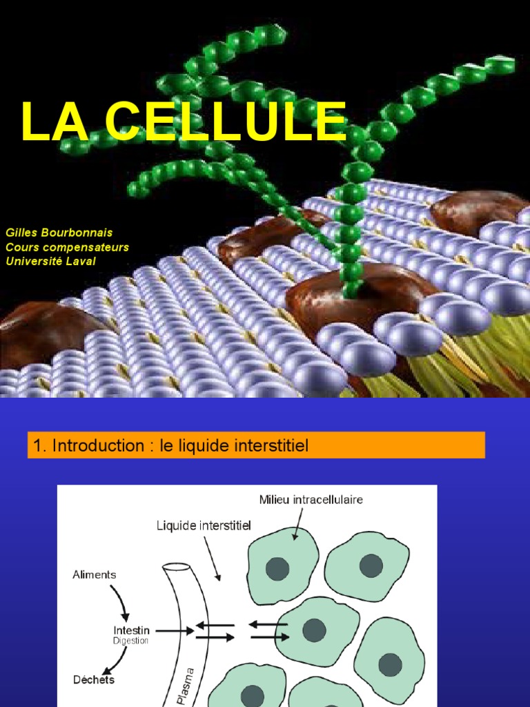 Cellule | PDF | Phospholipide | Membrane cellulaire