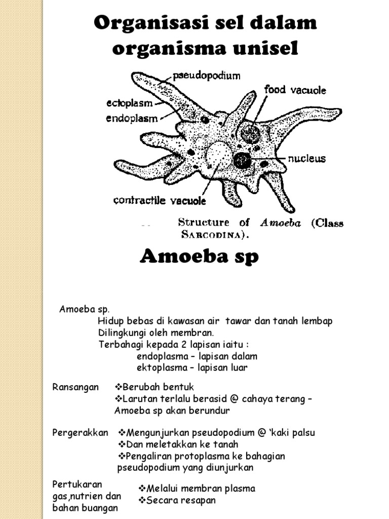 Cell Organisation | PDF