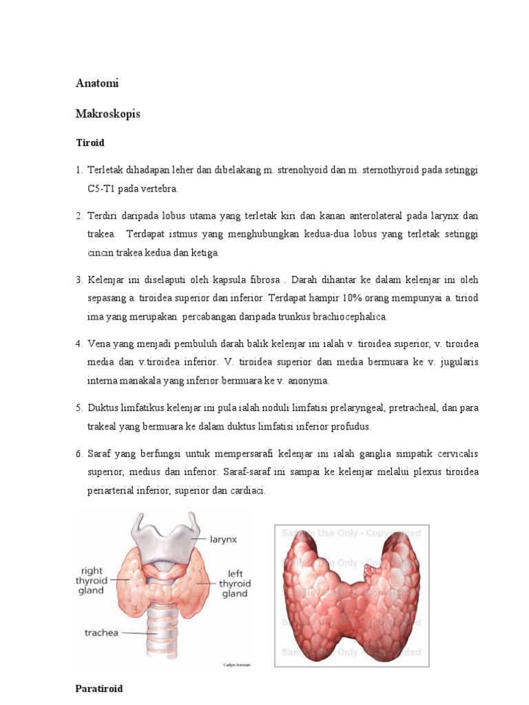 Anatomi Kelenjar Tiroid | PDF
