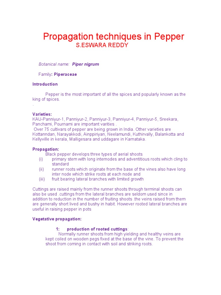Pepper Propagation | PDF | Black Pepper | Seed