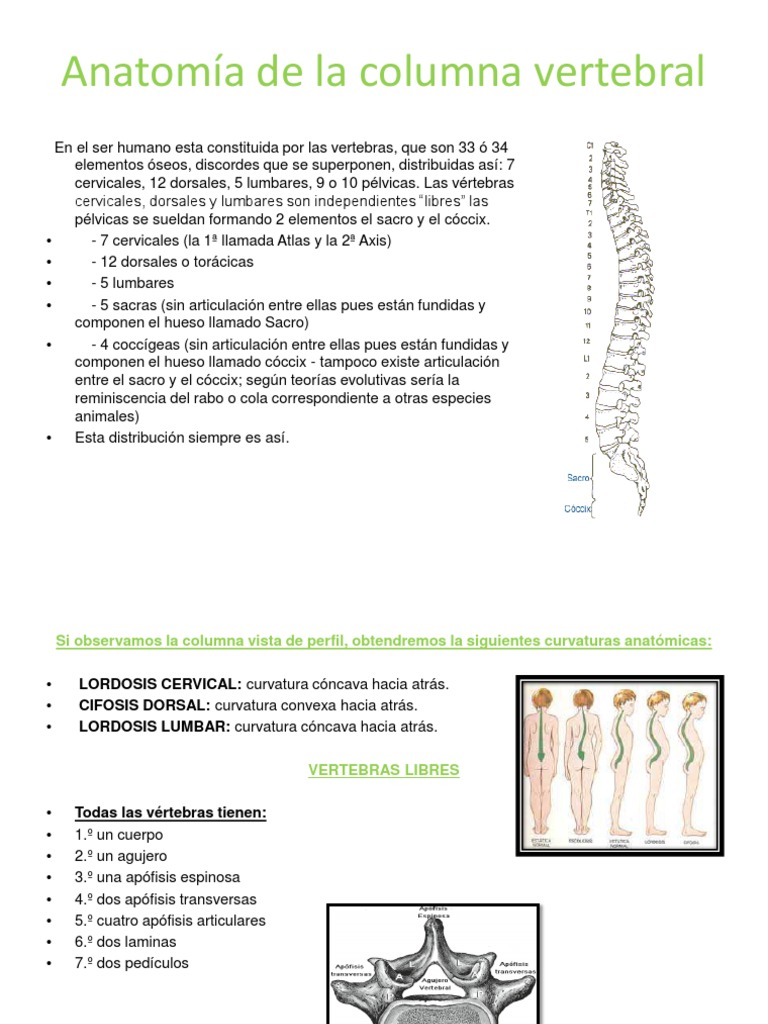 Anatomía de La Columna Vertebral | PDF | La columna vertebral | Tórax ...