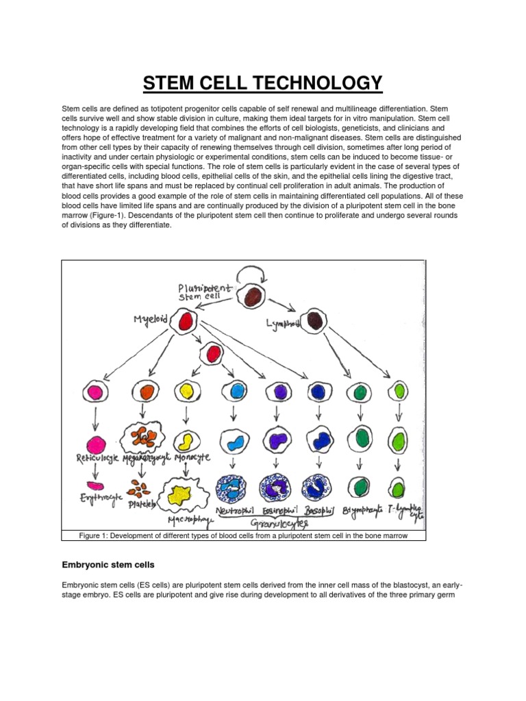 Stem Cell | PDF | Stem Cell | Cell Potency