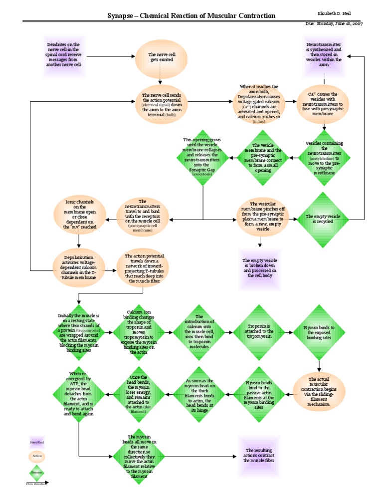 Paper 2 Synapse - Chemical Reaction of Muscular Contraction | PDF ...