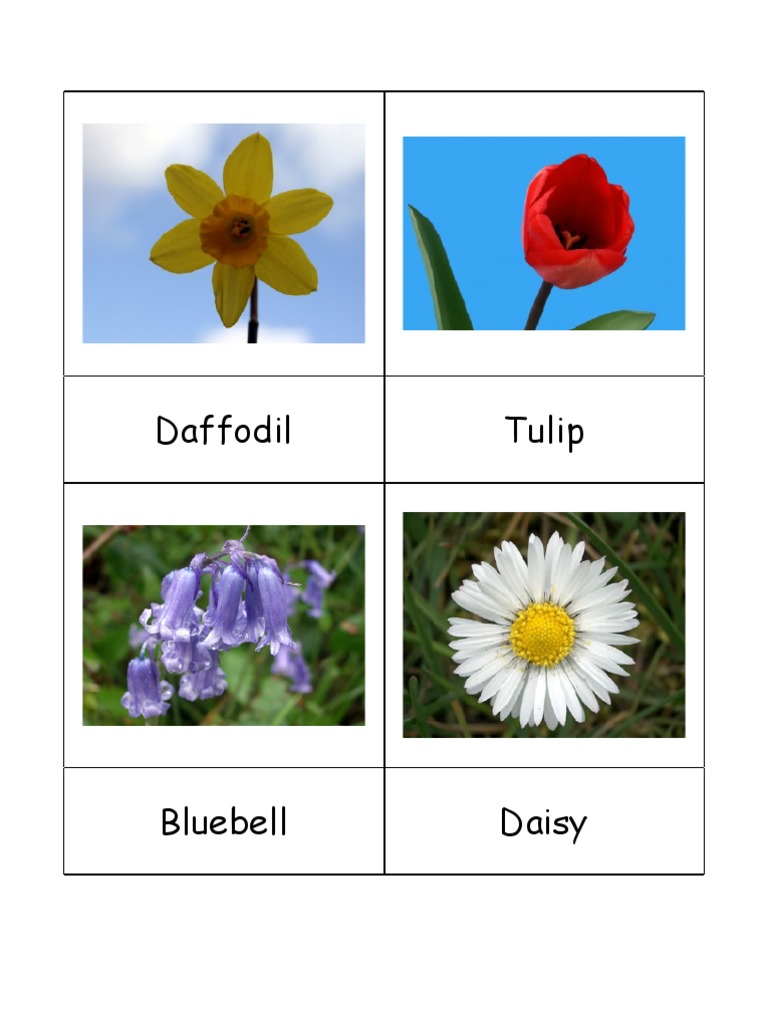 Types of Flowers | PDF