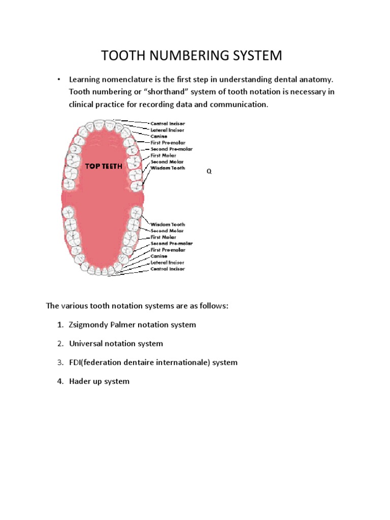 Tooth Numbering System Palmer