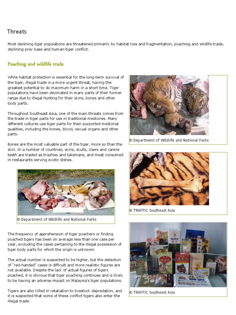 Poaching and Wildlife Trade: Threats | PDF | Tiger | Poaching
