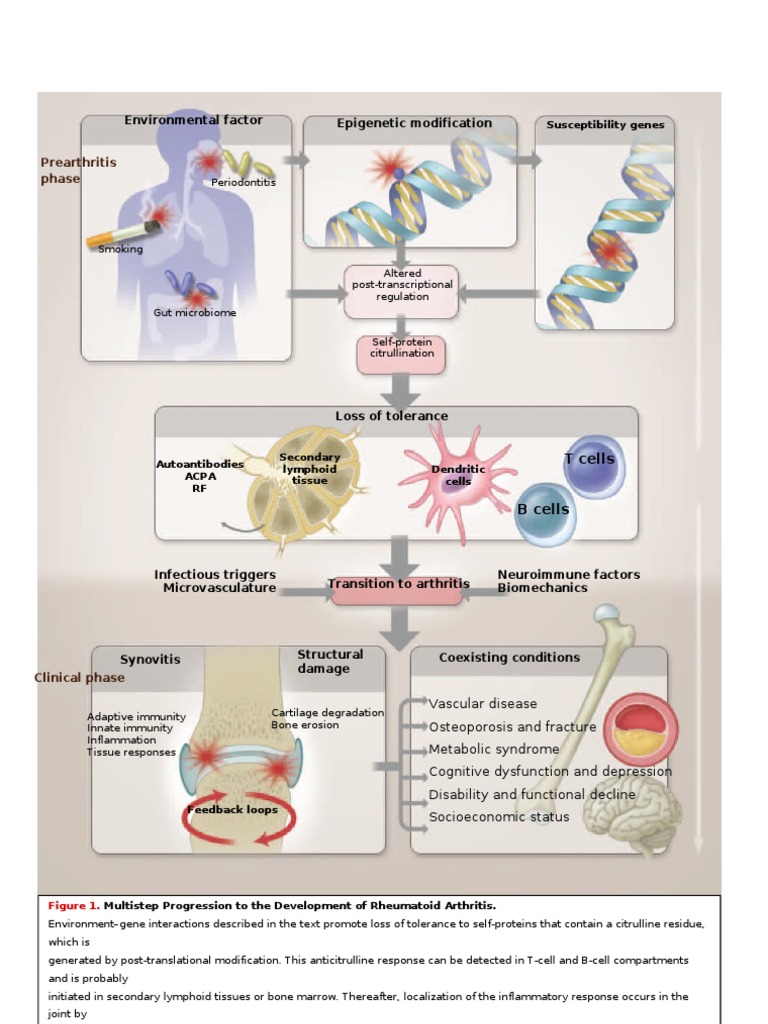 Patogenesis RA SKEMA | PDF | B Cell | Immune System