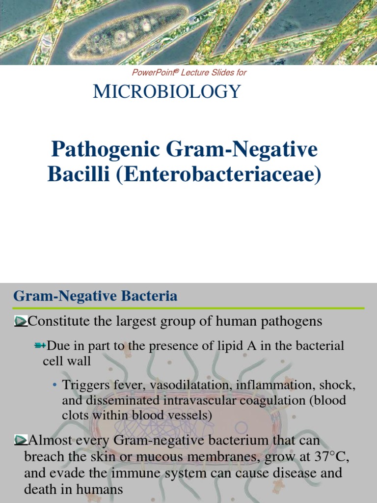 Icrobiology: Pathogenic Gram-Negative Bacilli (Enterobacteriaceae ...