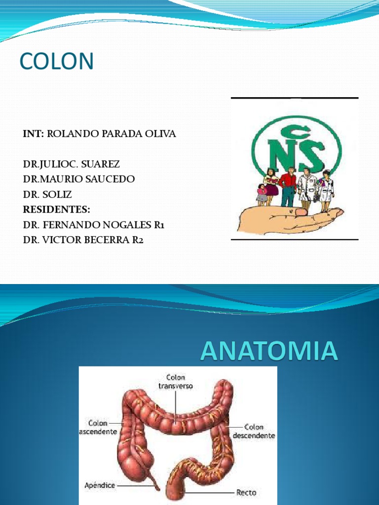 Anatomia Colon | PDF | Intestino grueso | Abdomen