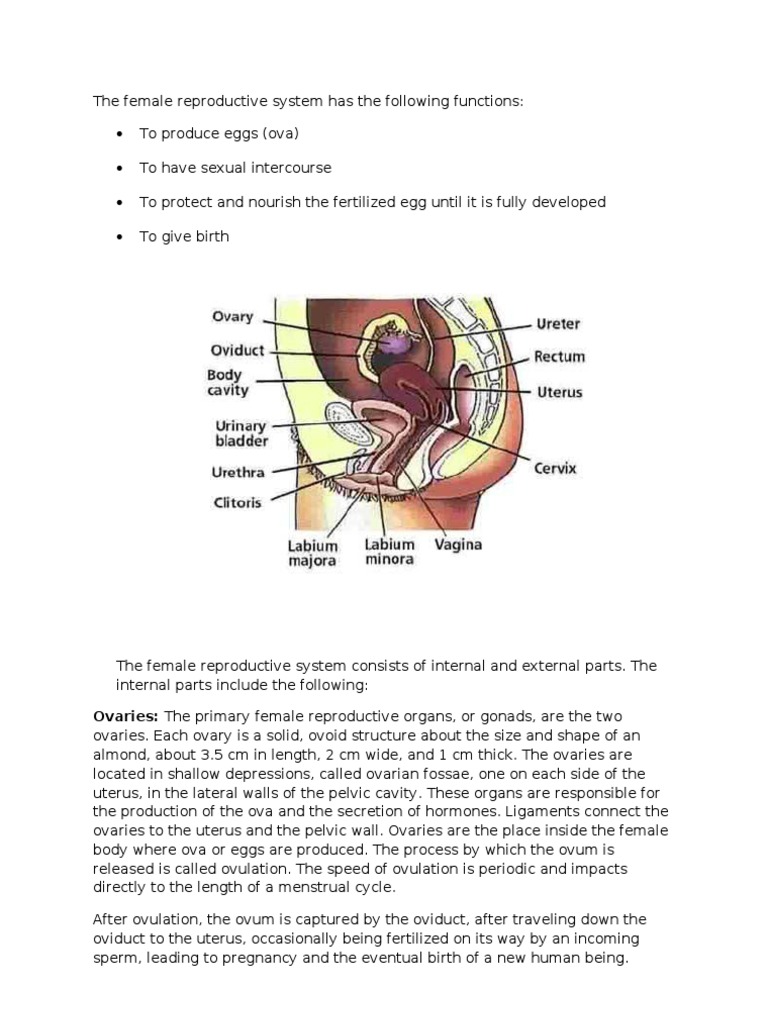 Overview of the Female Reproductive System | PDF | Menstrual Cycle | Labia