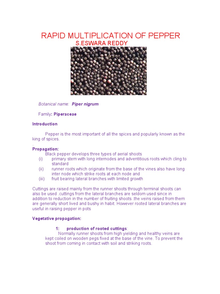 Rapid Multiplication of Pepper | PDF | Black Pepper | Seed