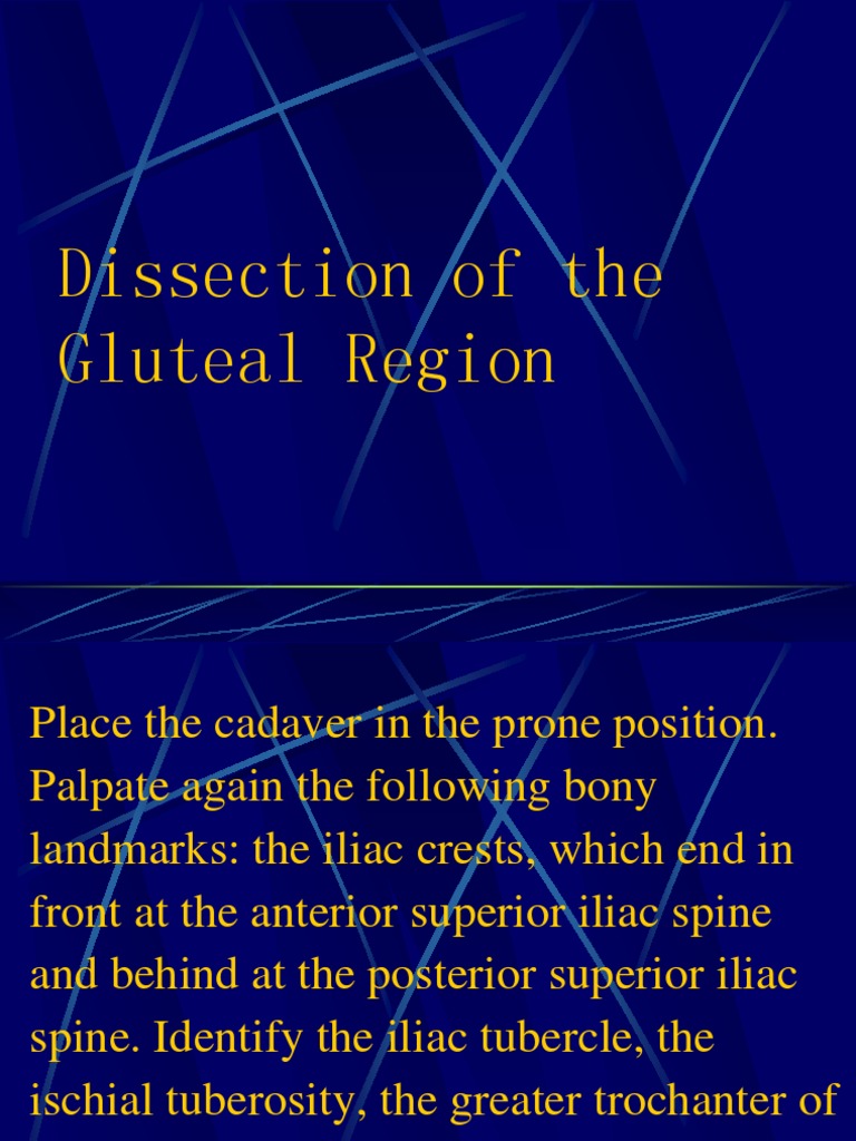 Dissection of The Gluteal Region | PDF | Foot | Soft Tissue