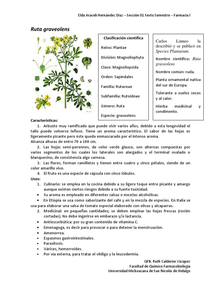 Ruta Graveolens | PDF | Plantas | Botánica