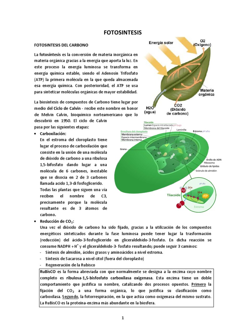 Fotosintesis C3 - C4 - CAM PDF | PDF | Fotosíntesis | Fisiología
