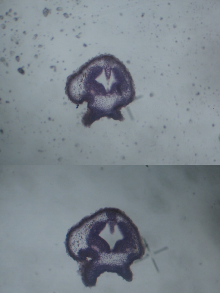 7mm Tadpole Cross-Section | PDF