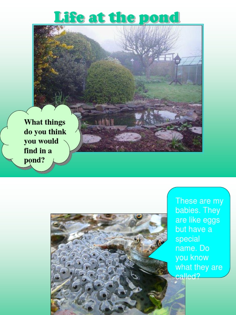 Tadpole Life Cycle in the Pond | PDF