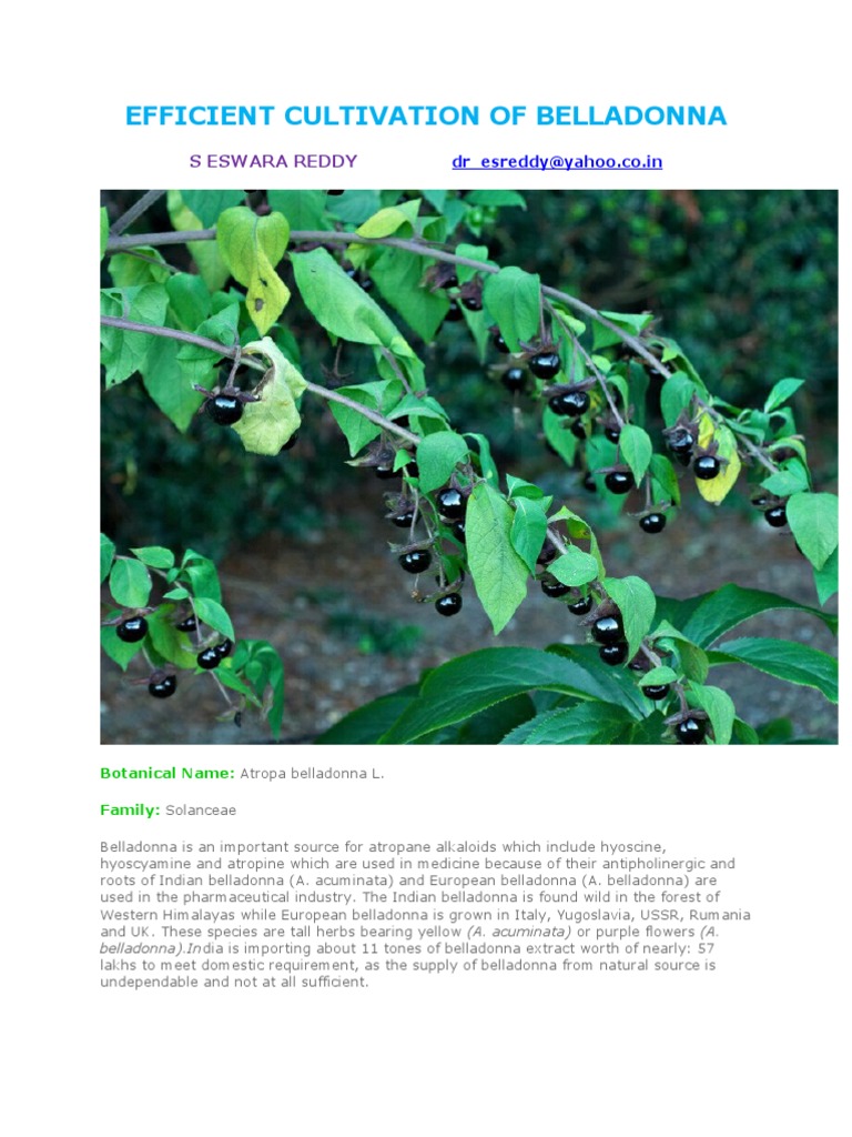 Efficient Cultivation of Belladonna | PDF