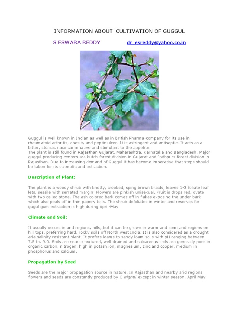Information About Cultivation of Guggul | PDF | Plant Nursery | Resin