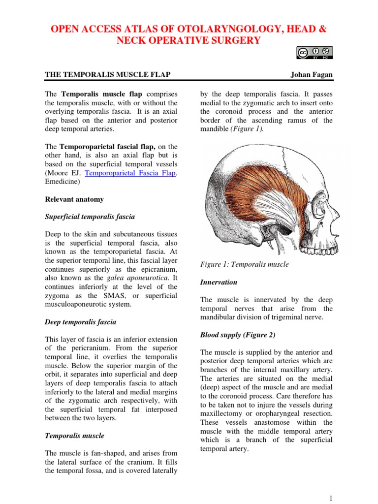 Temporalis Fascia | Human Head And Neck | Human Anatomy