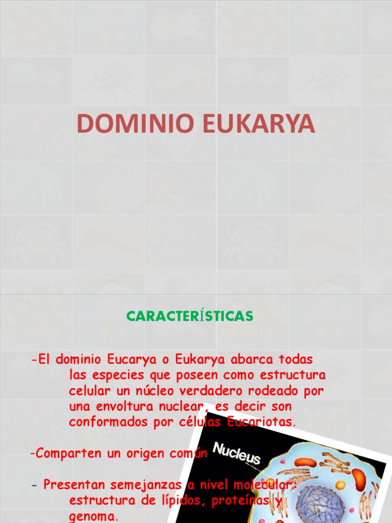 Dominio Eukarya: Clasificación y Características | PDF | Eucariotas ...