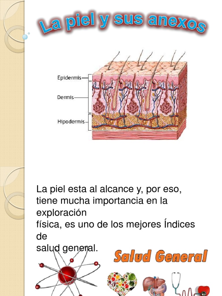 La Piel y Sus Anexos | Piel | Anatomía humana