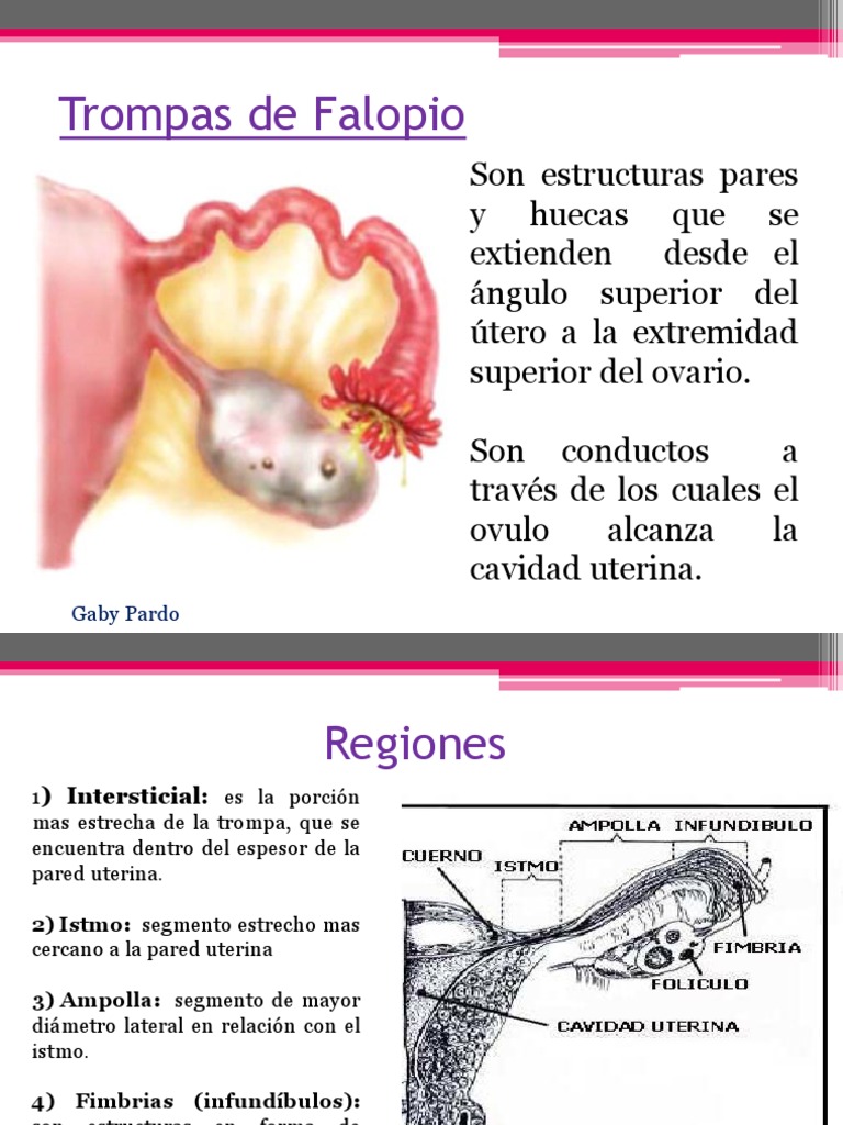 Trompas de Falopio.pptx | Útero | Pelvis