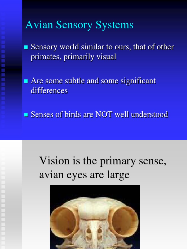 Neurosensory System | Eye | Ear