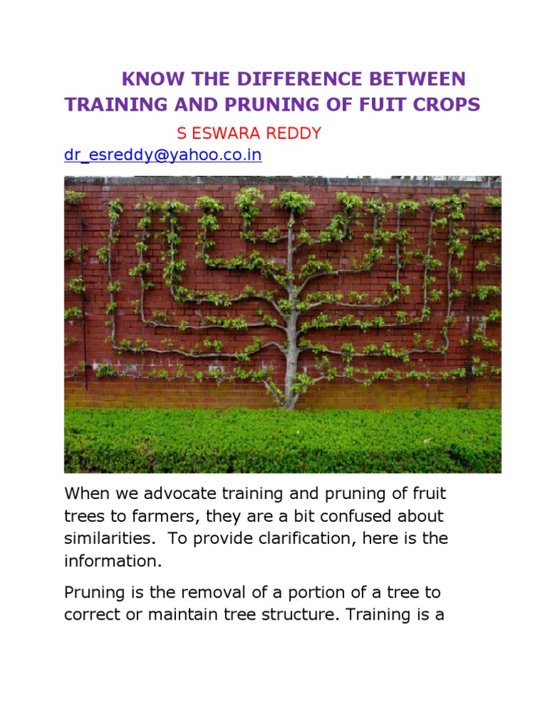 Know The Difference Between Training and Pruning of Fuit Crops | PDF ...