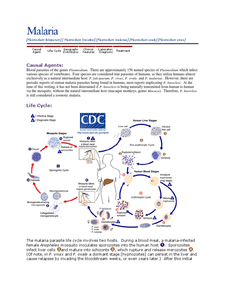Malaria Diagnosis and Life Cycle Overview | PDF | Social Science | Wellness