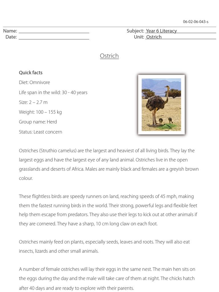 Ostrich: © Primary Leap Ltd. 2010 | PDF | Science & Mathematics