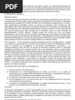 Función y Mecanismo de Bombas de Calcio | PDF | Calcio | Membrana celular